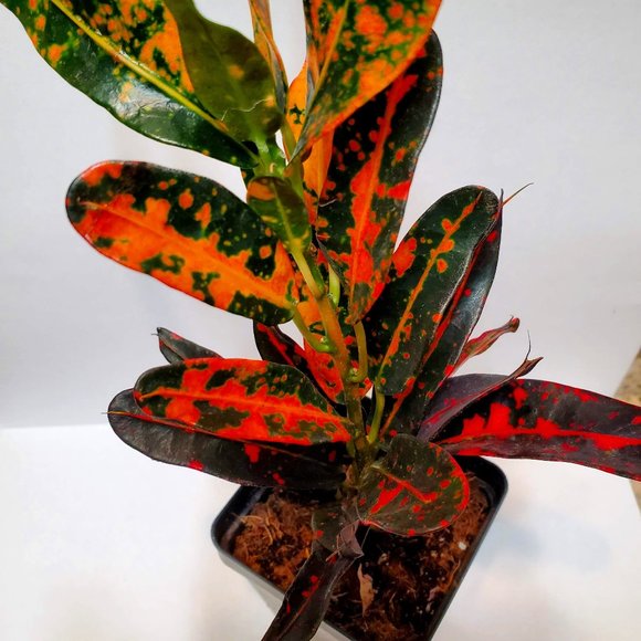 Hand Crafted | Accents | Batik Croton Plant Colorful 2 Inch Live ...